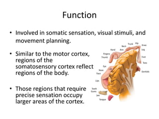 The somatosensory cortex | PPTX
