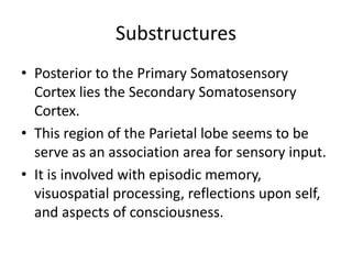 The somatosensory cortex | PPTX