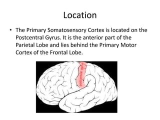 Primary Somatosensory Cortex Brodmann Area