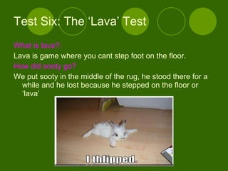 The sooty experiment | PPT | Parenting Babies and Toddlers | Parenting