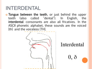 The sounds of language | PPTX