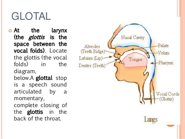 The sounds of language