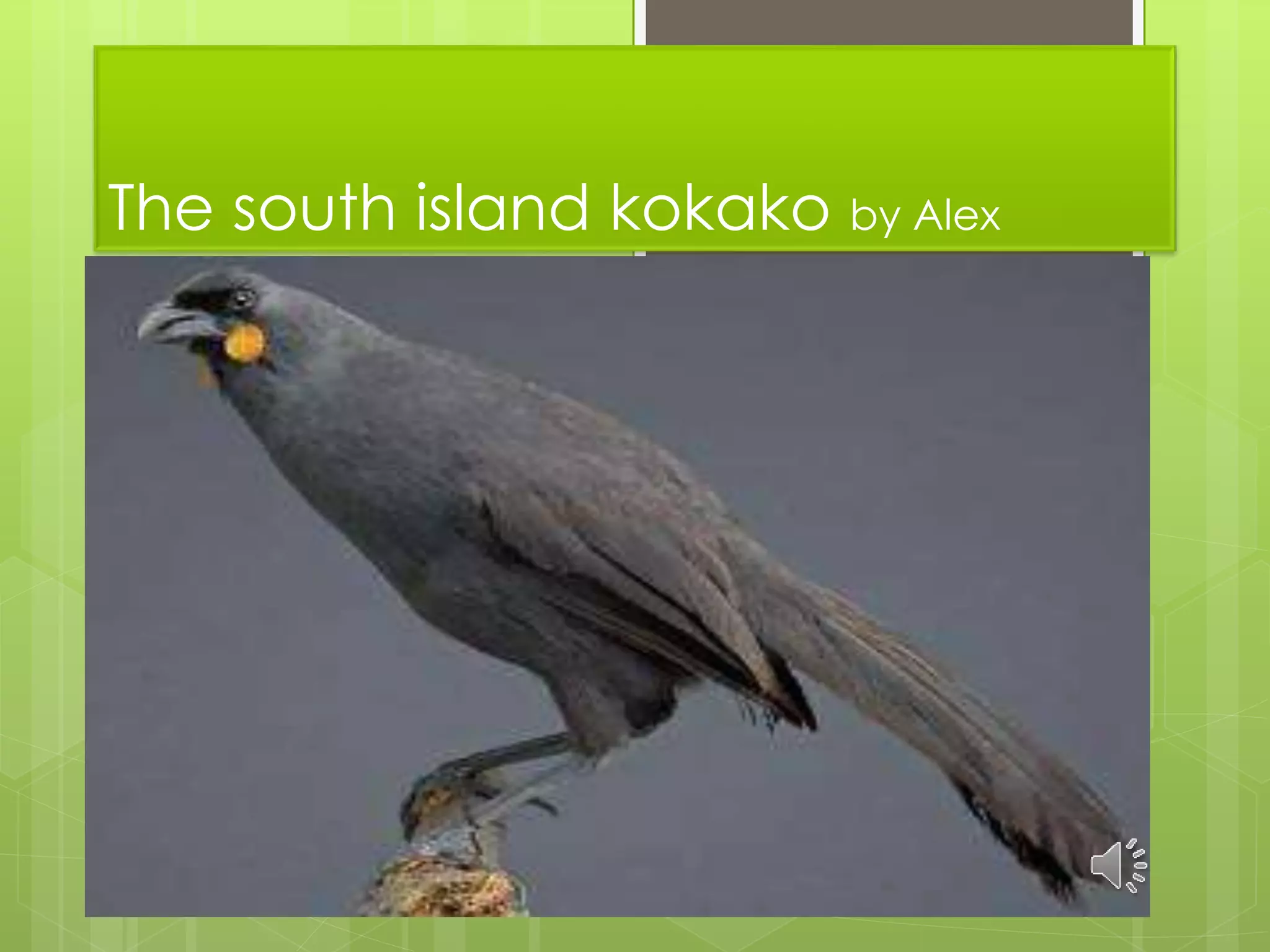 The south island kokako by Alex | PPT