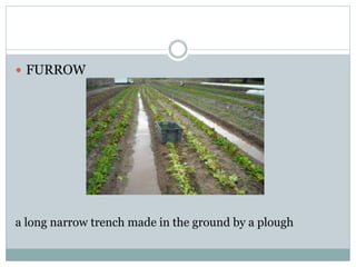 The sower | PPTX