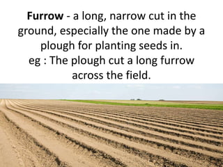 The sower | PPT