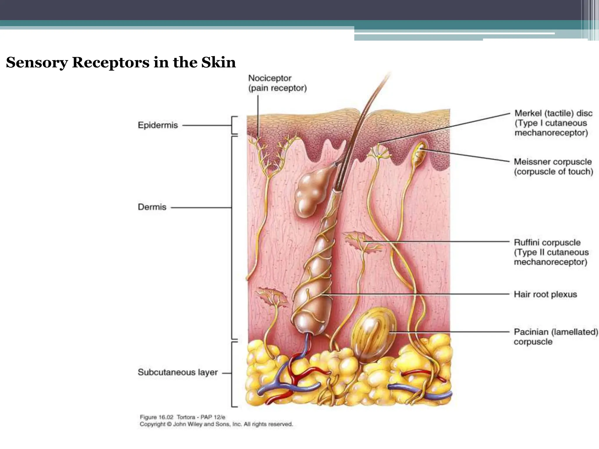 THE SPECIAL SENCES- Unlocking the Wonders of the Special Senses: Sight ...