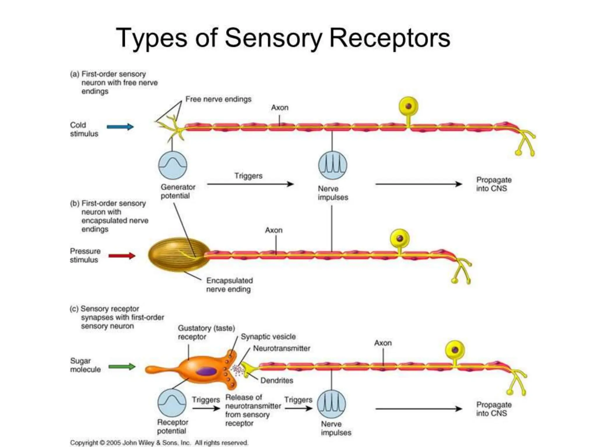 THE SPECIAL SENCES- Unlocking the Wonders of the Special Senses: Sight ...