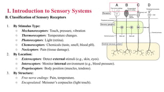 The Special Senses Organs in human body | PDF