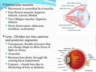 special sense organs (anatomy and physiology) - a brief discussion | PPT