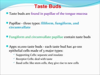 special sense organs (anatomy and physiology) - a brief discussion | PPT