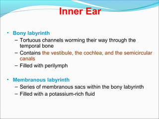 special sense organs (anatomy and physiology) - a brief discussion | PPT