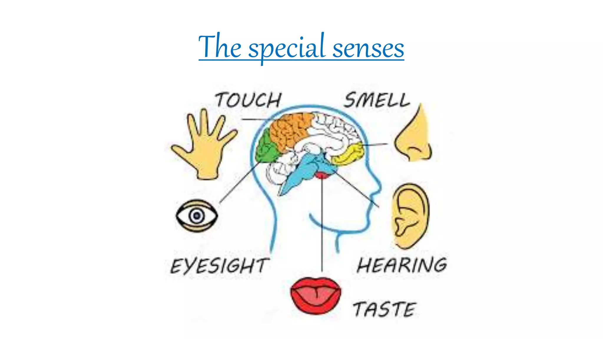 Special senses | PPTX