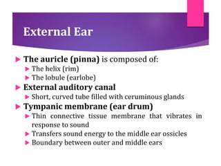 The special senses - hearing | PPTX