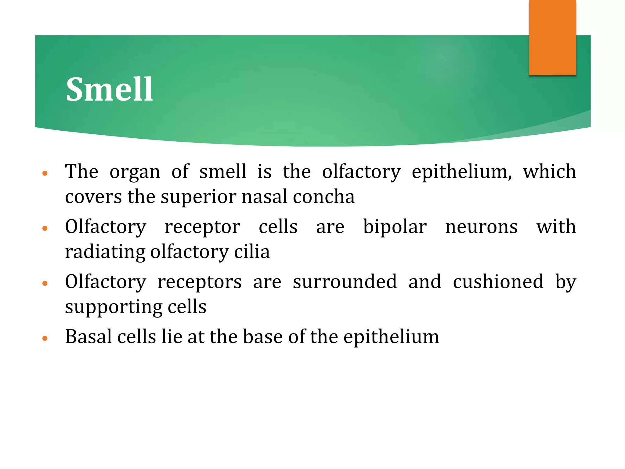The special senses - smell | PPTX | Perfume and Fragrance | Beauty