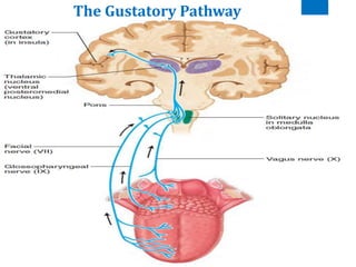 Gustatory System