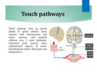 The special senses - Touch | PPTX