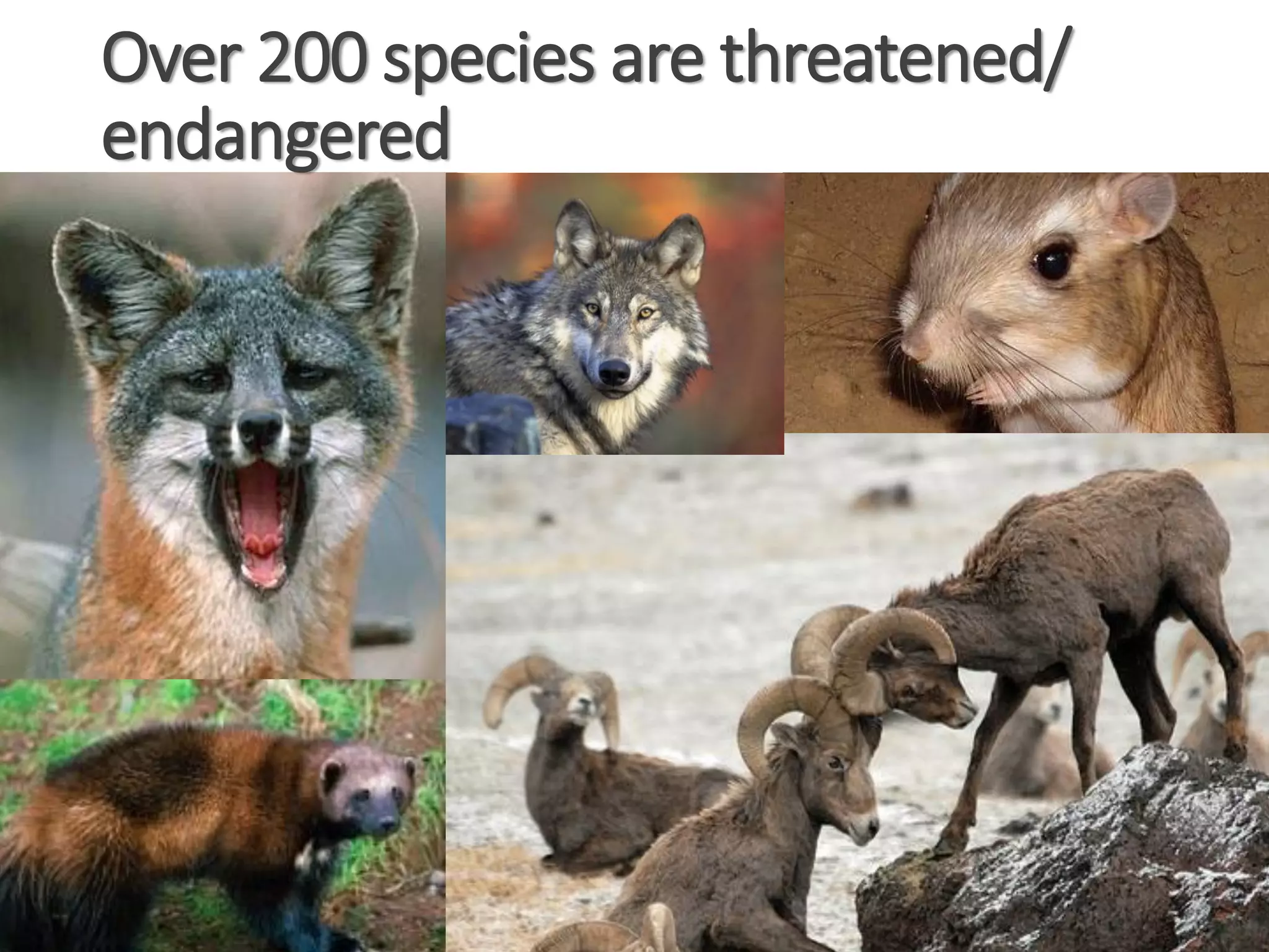 The Species Reintroduction Toolbox | PDF