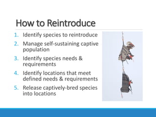 The Species Reintroduction Toolbox | PDF