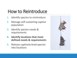 The Species Reintroduction Toolbox | PDF