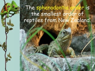 The sphenodontia order | PPTX