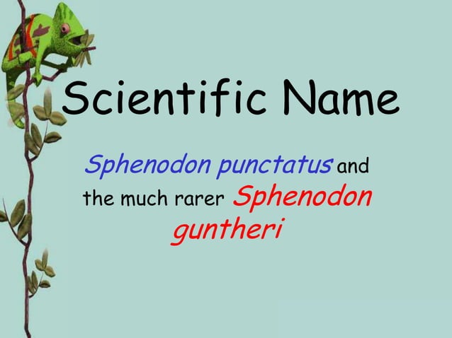 The sphenodontia order | PPTX