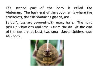 The spiders | PPT