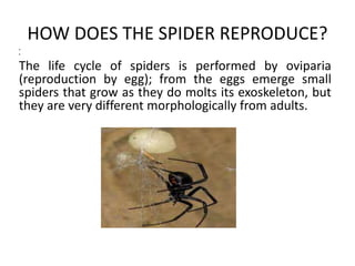 The spiders | PPT
