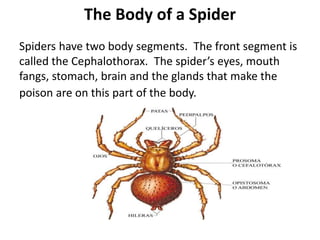 Parts Of A Spider