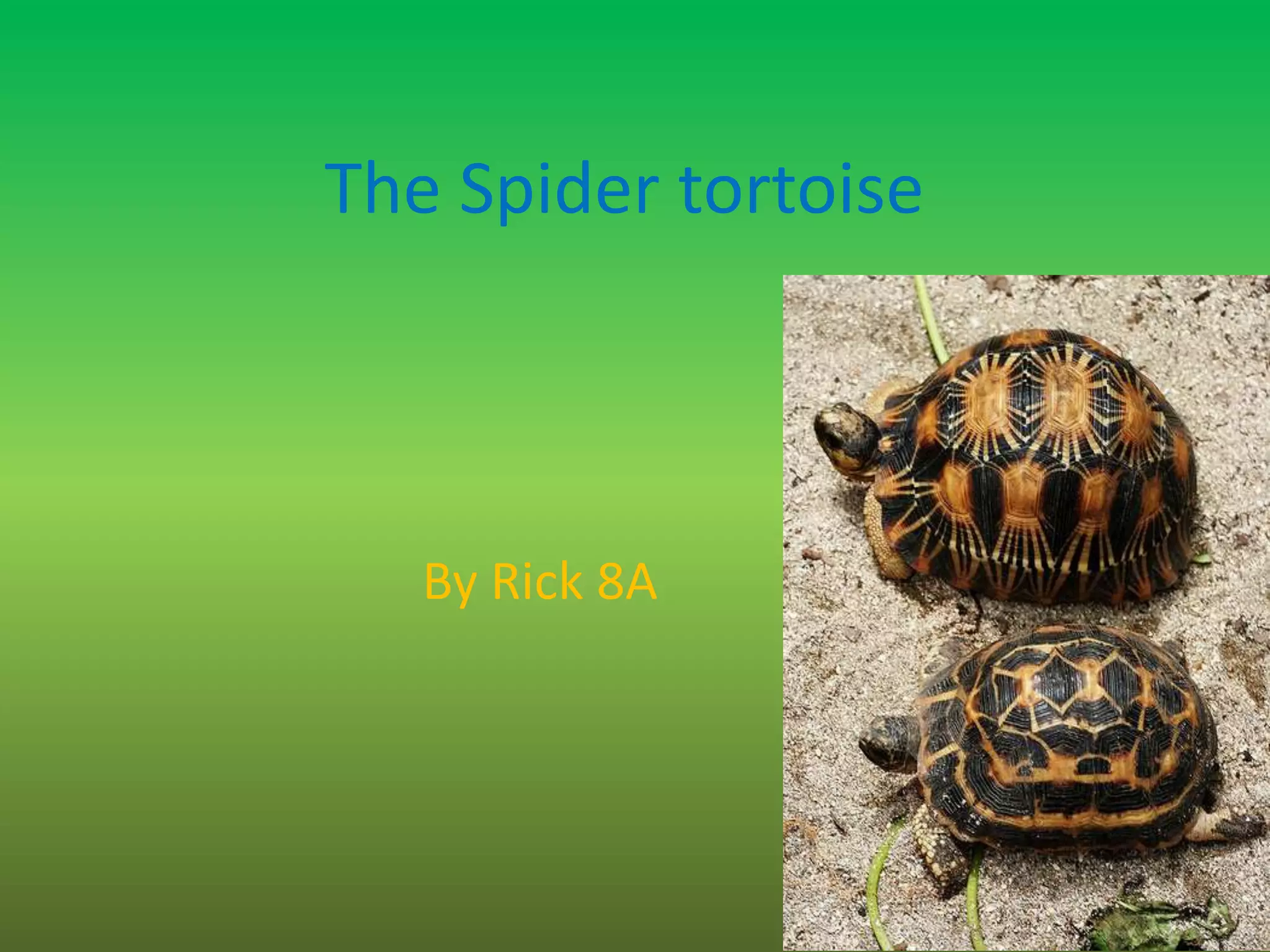 The spider tortoise | PPTX | Reptiles | Pets