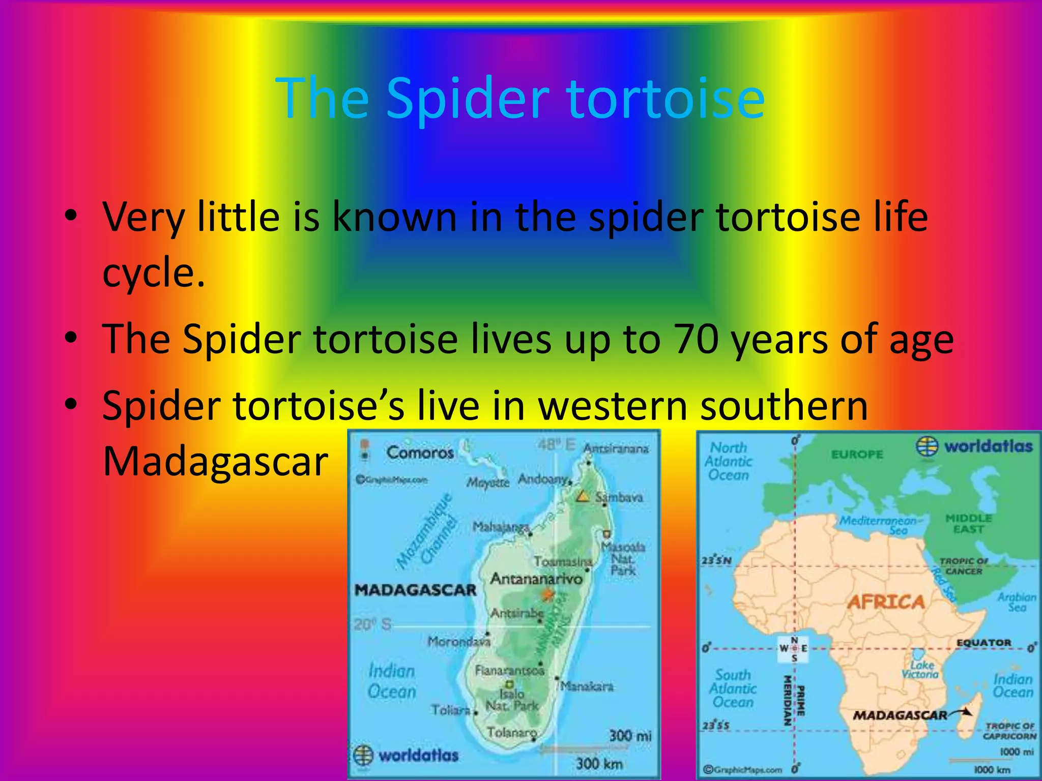 The spider tortoise | PPTX | Reptiles | Pets