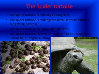 The spider tortoise | PPTX | Reptiles | Pets