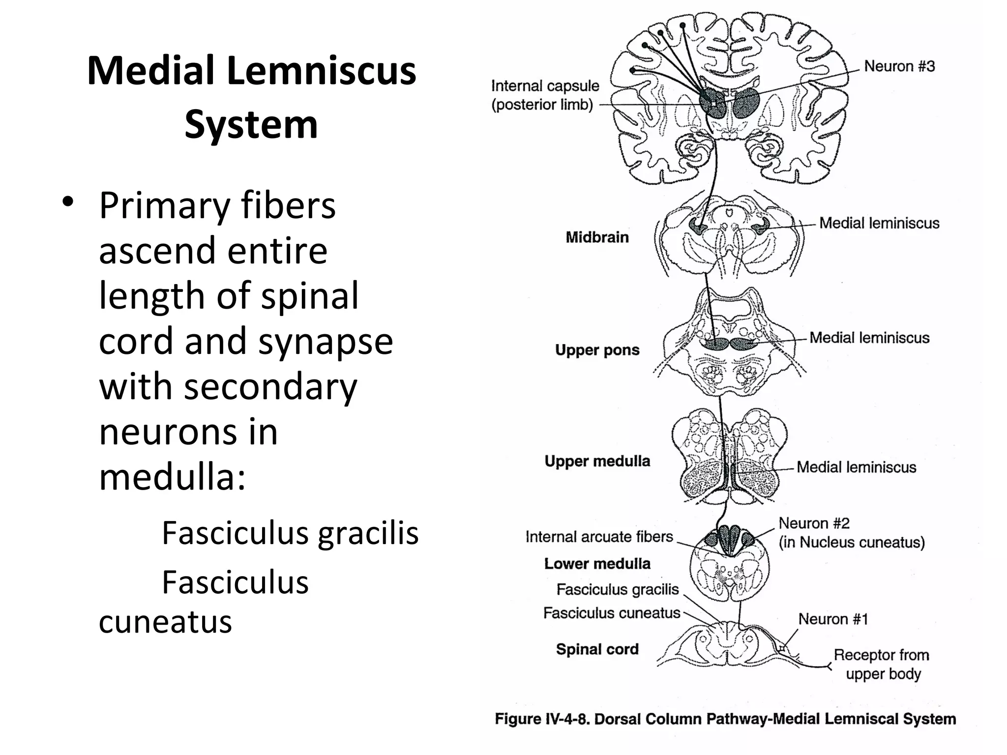 The spinal cord | PPT