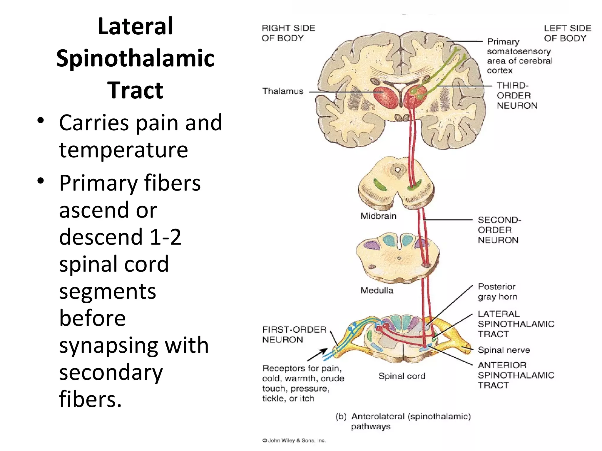 The spinal cord | PPT