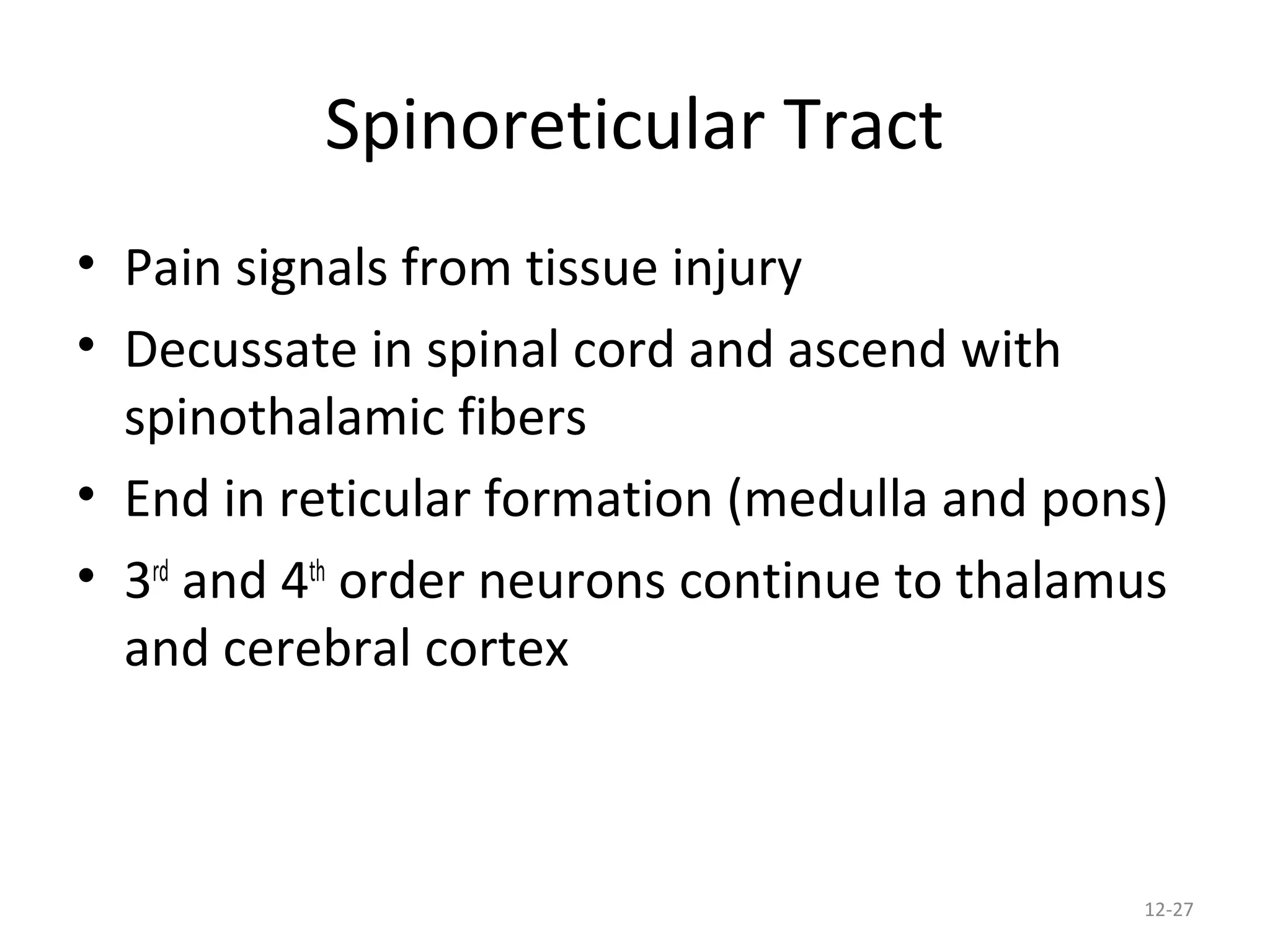 The spinal cord | PPT