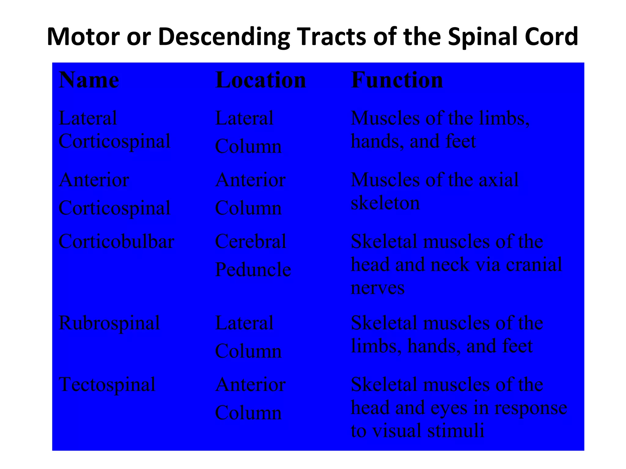 The spinal cord | PPT