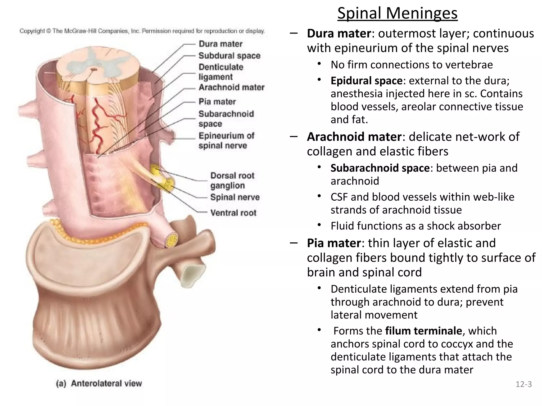 The spinal cord | PPT