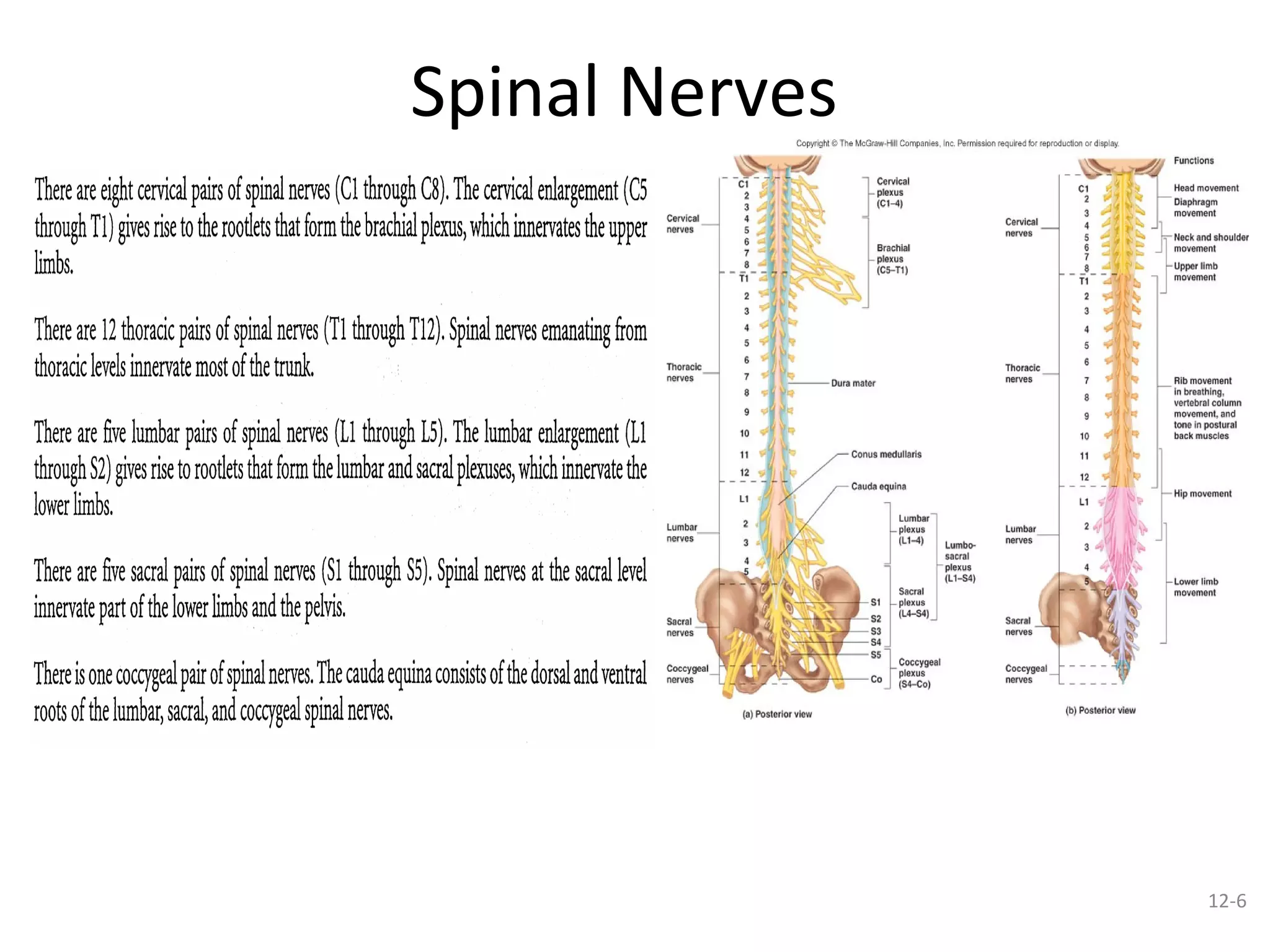 The spinal cord | PPT