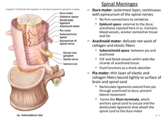 The spinal cord | PPT