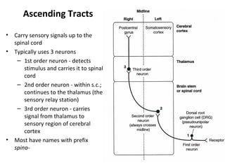 The spinal cord | PPT