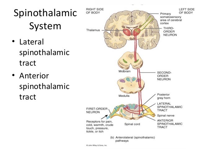 The spinal cord