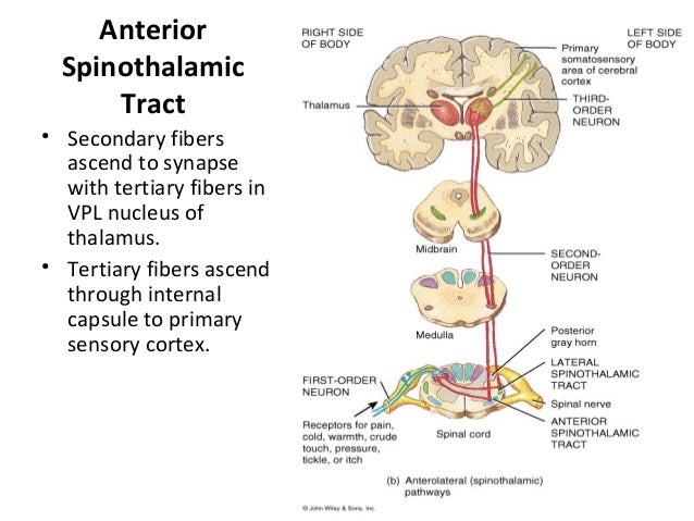 The spinal cord