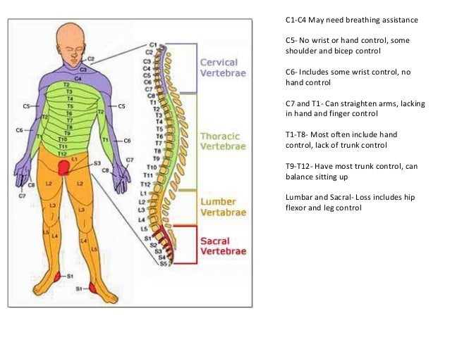 The spinal cord