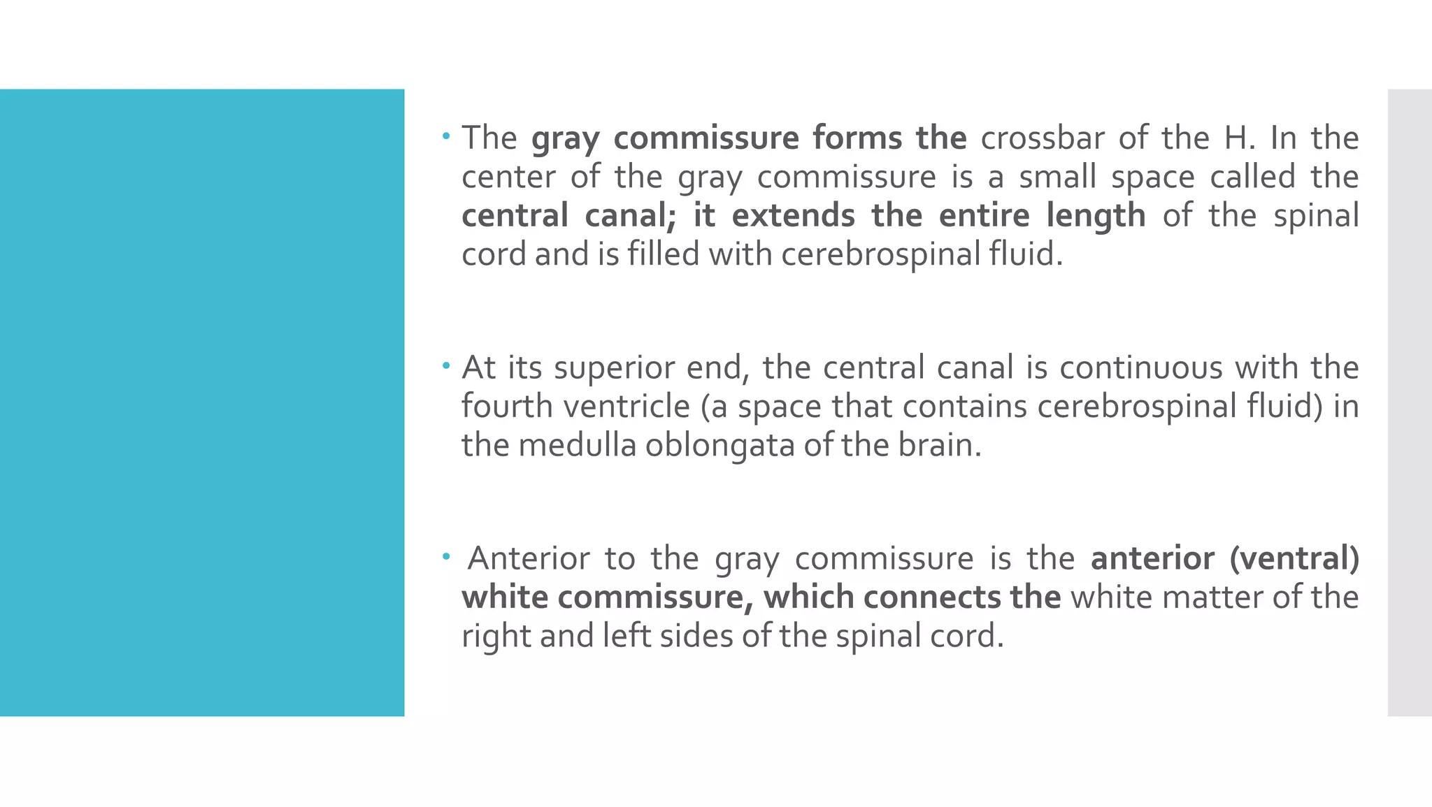 The spinal cord | PDF