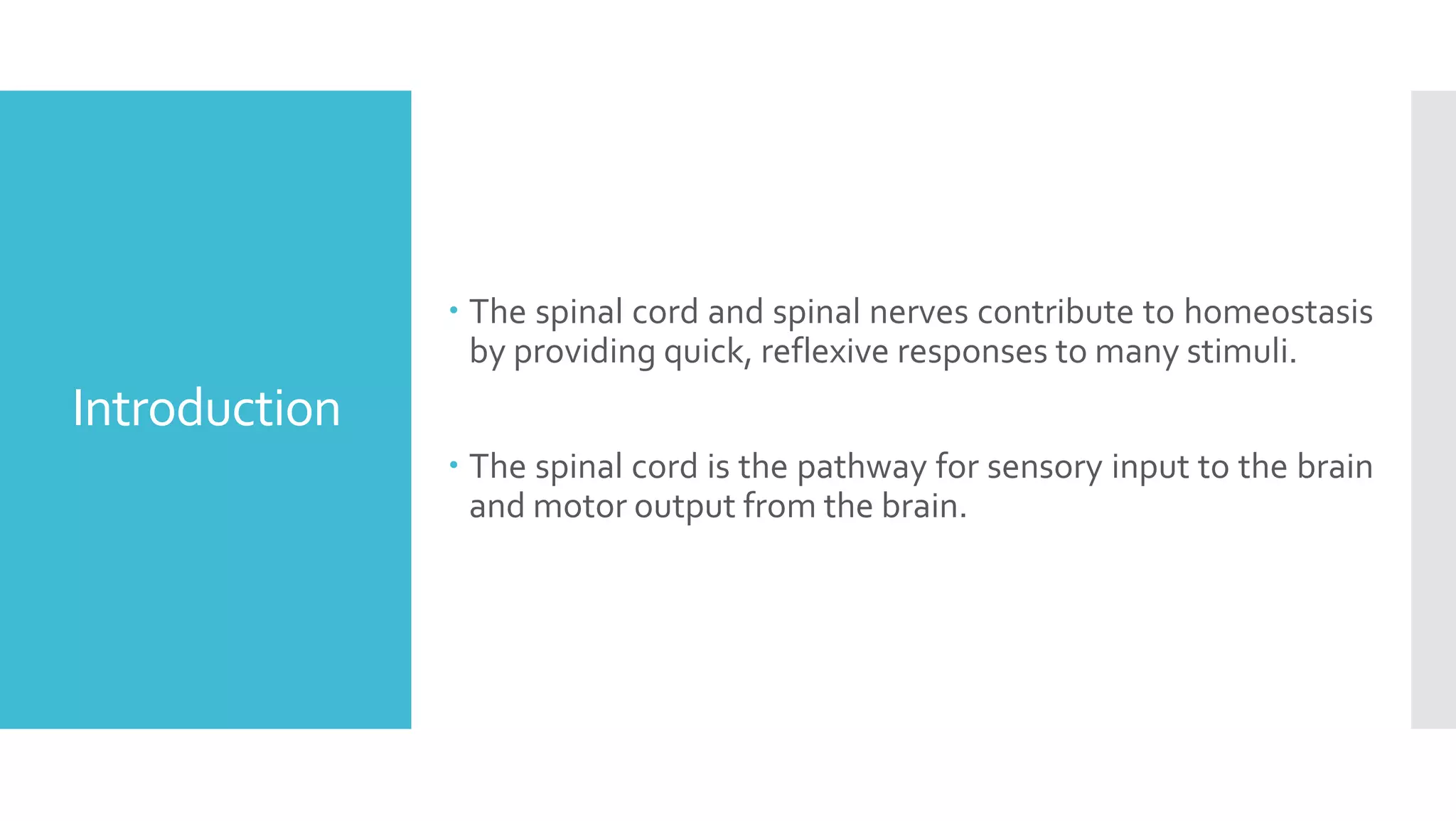 The spinal cord | PDF