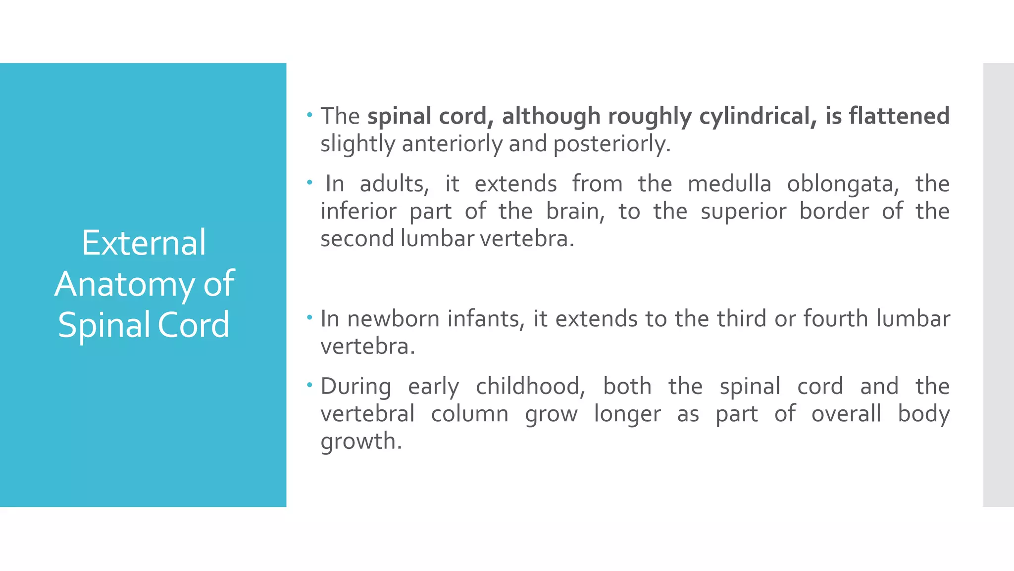 The spinal cord | PDF
