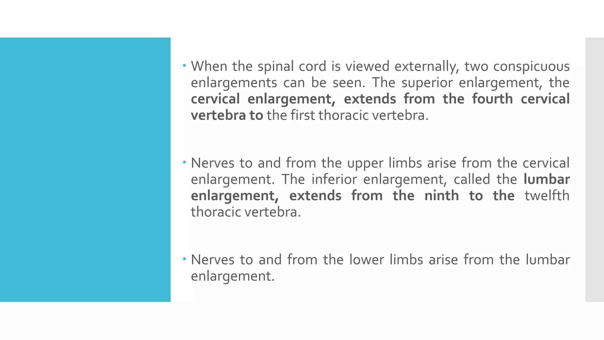 The spinal cord | PDF