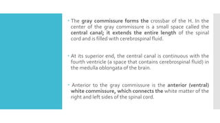 The spinal cord | PDF