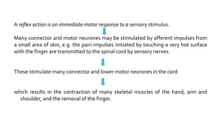 The spinal cord | PDF