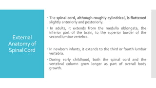 The spinal cord | PDF