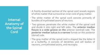 The spinal cord | PPT
